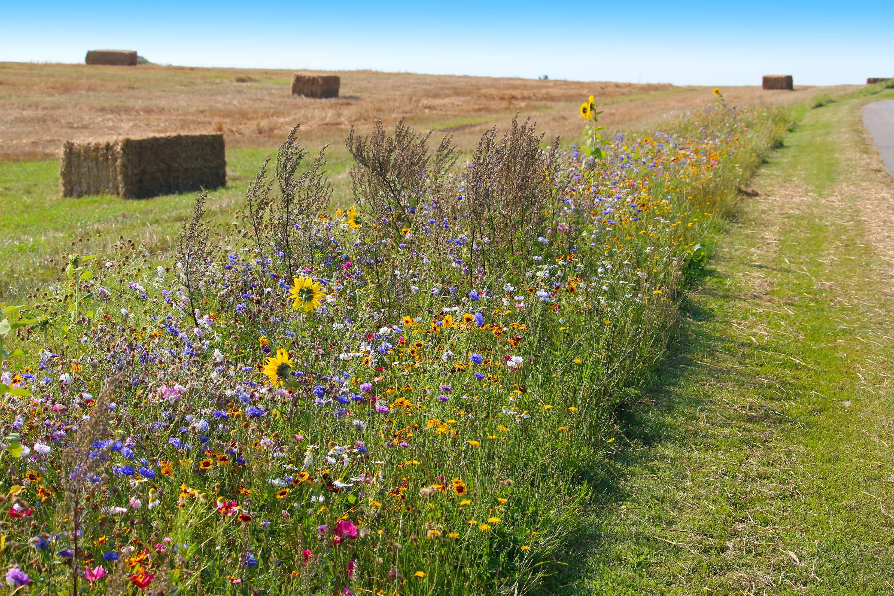 Farming on the Wild Side – Videos – Mother Earth News